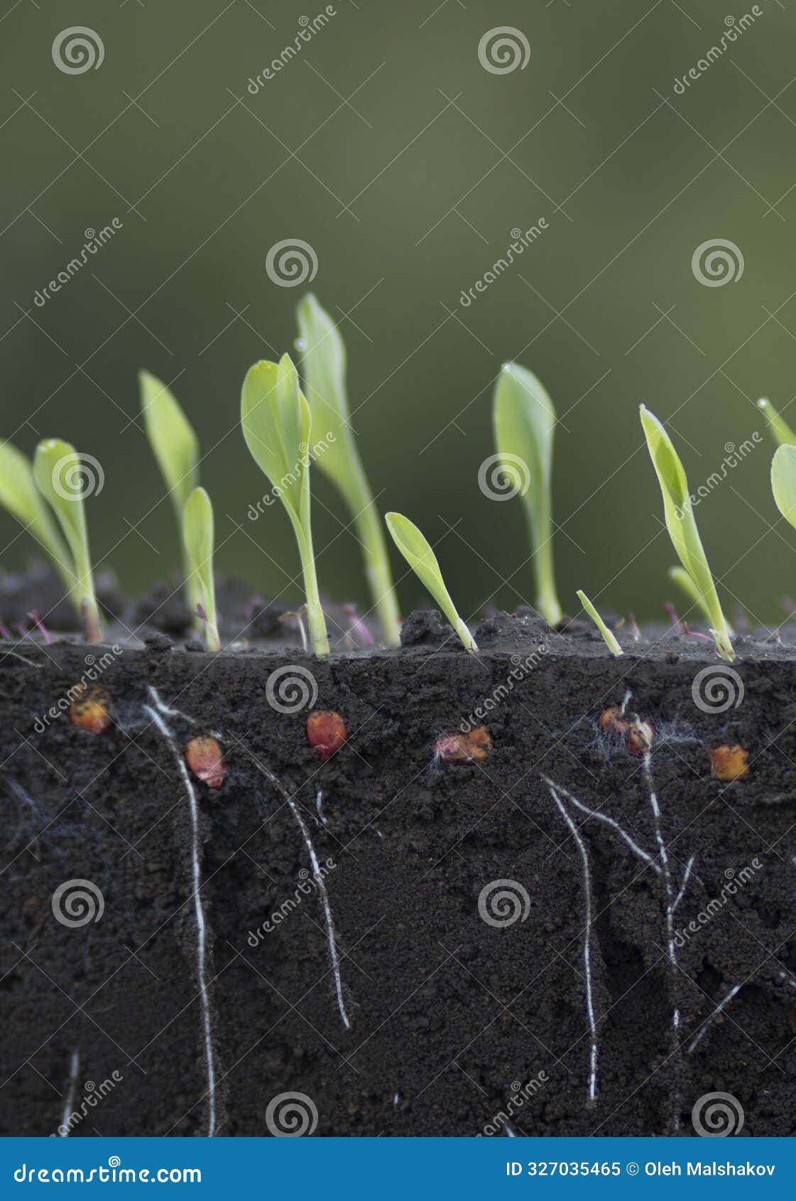 Young Corn Plants with Roots in the Soil Stock Image - Image of nature ...