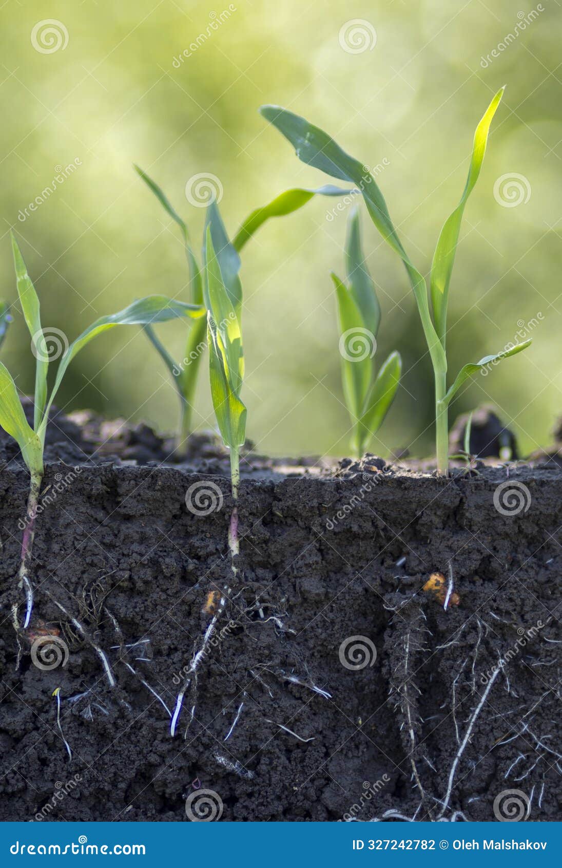 Young Corn Plants with Roots in the Soil Stock Photo - Image of root ...