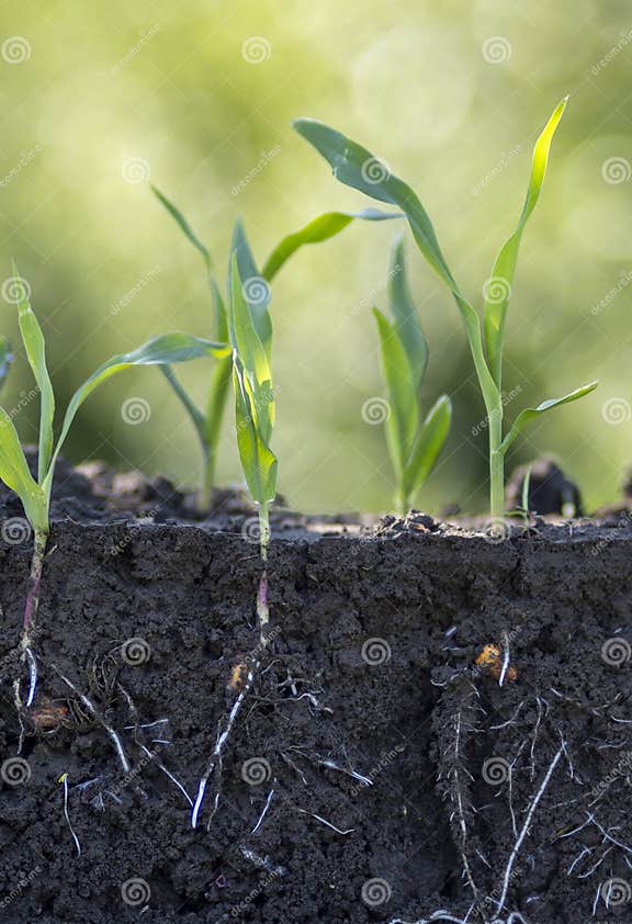 Young Corn Plants with Roots in the Soil Stock Photo - Image of root ...