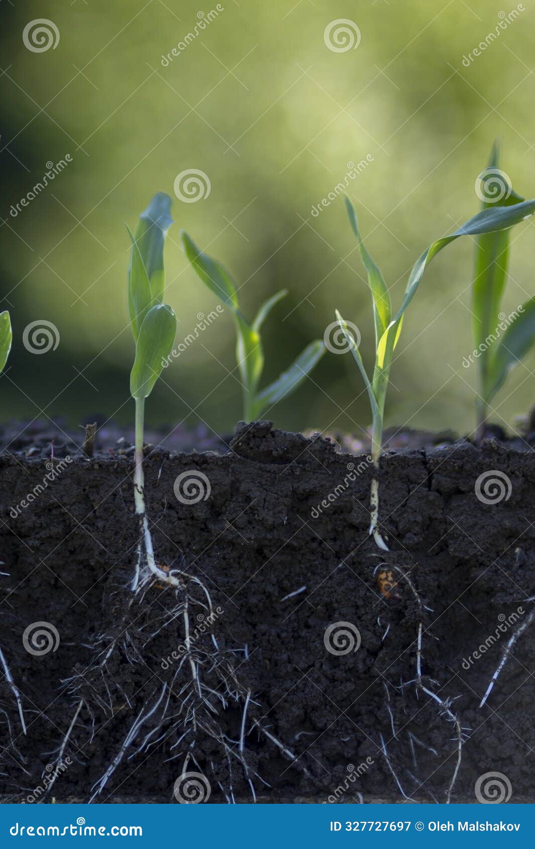 Young Corn Plants with Roots in the Soil Stock Image - Image of earth ...