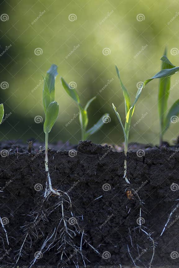 Young Corn Plants with Roots in the Soil Stock Image - Image of earth ...