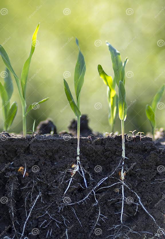 Young Corn Plants with Roots in the Soil Stock Image - Image of fresh ...