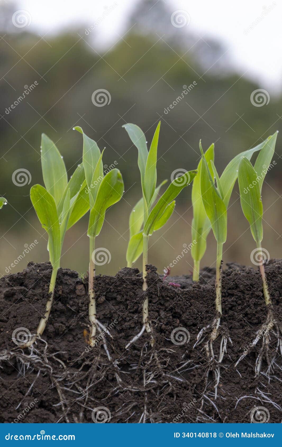 Young Corn Plants in Soil with Roots Stock Photo - Image of dirt, plant ...
