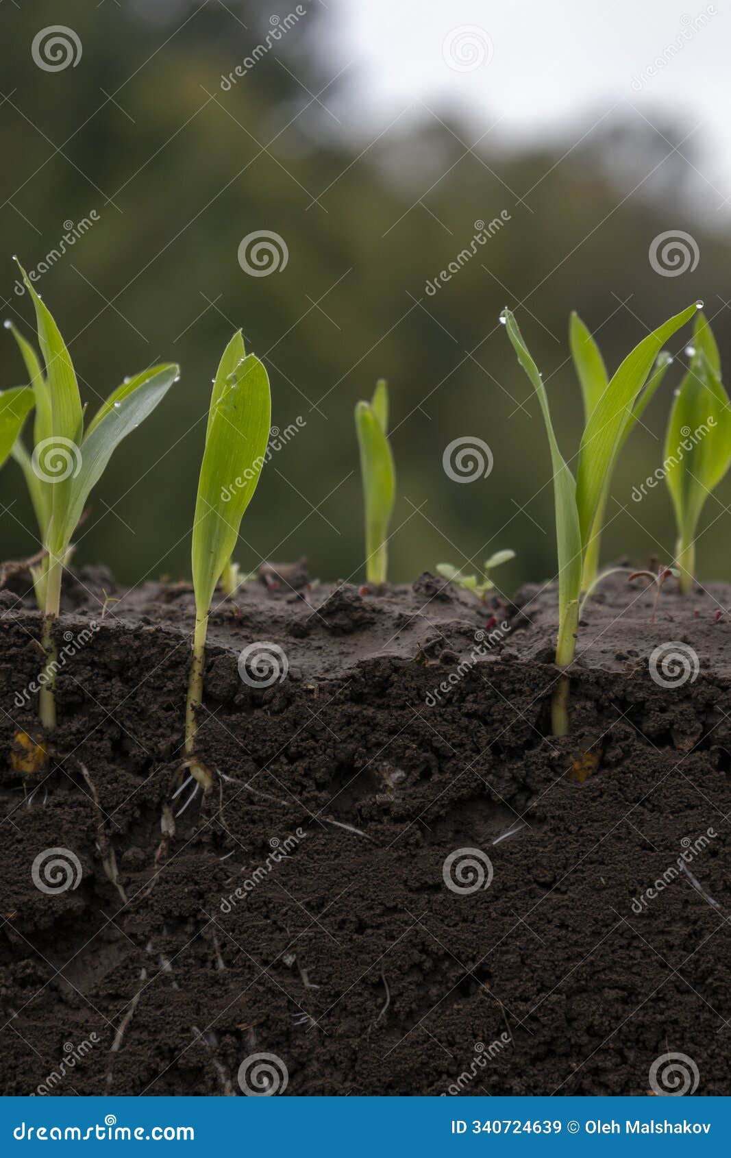 Young Corn Plants in Soil with Roots Stock Image - Image of sunlight ...