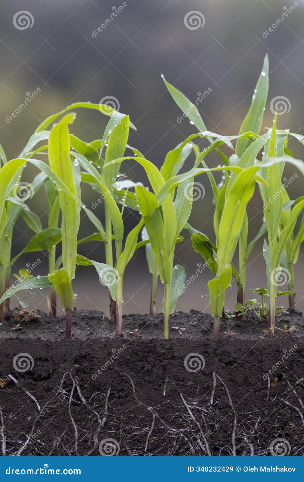 Young Corn Plants in Soil with Roots Stock Image - Image of spring ...