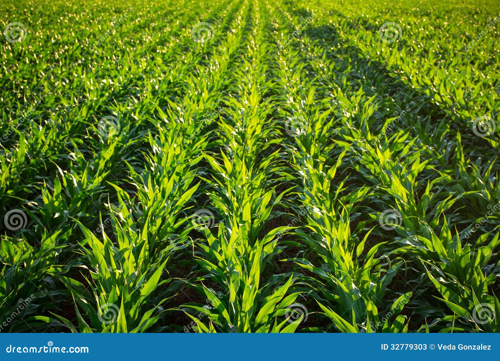 Young Corn Plants stock image. Image of agriculture, american - 32779303