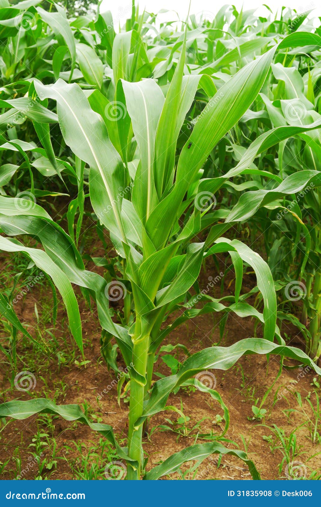 Young corn plants stock photo. Image of business, farm - 31835908