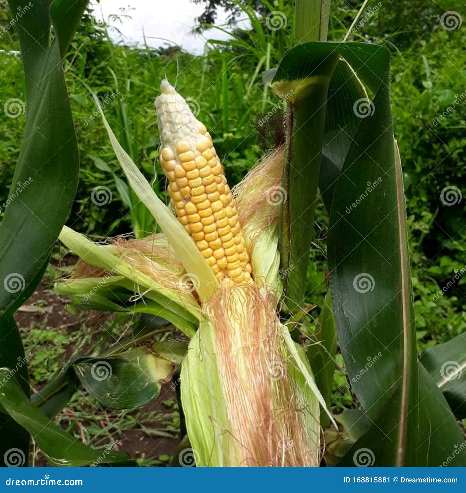 817 Corn Shelled Photos - Free & Royalty-Free Stock Photos from Dreamstime