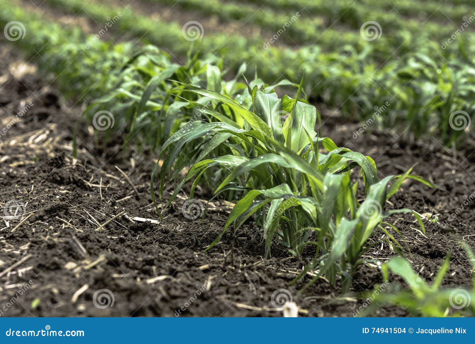 Young corn rows stock photo. Image of genetically, water - 74941504