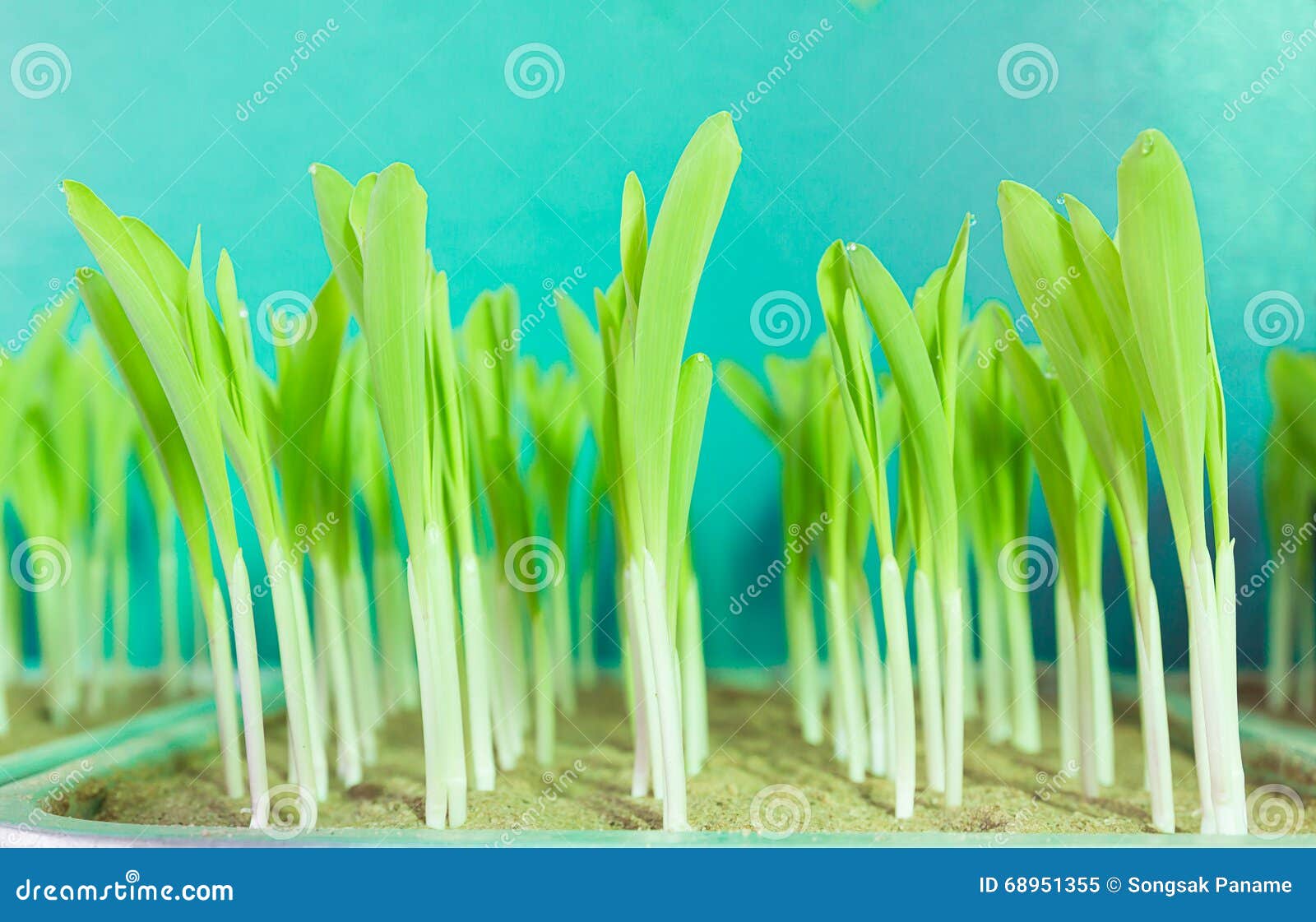 Young Corn Seedling Growing Stock Image - Image of crop, countryside ...