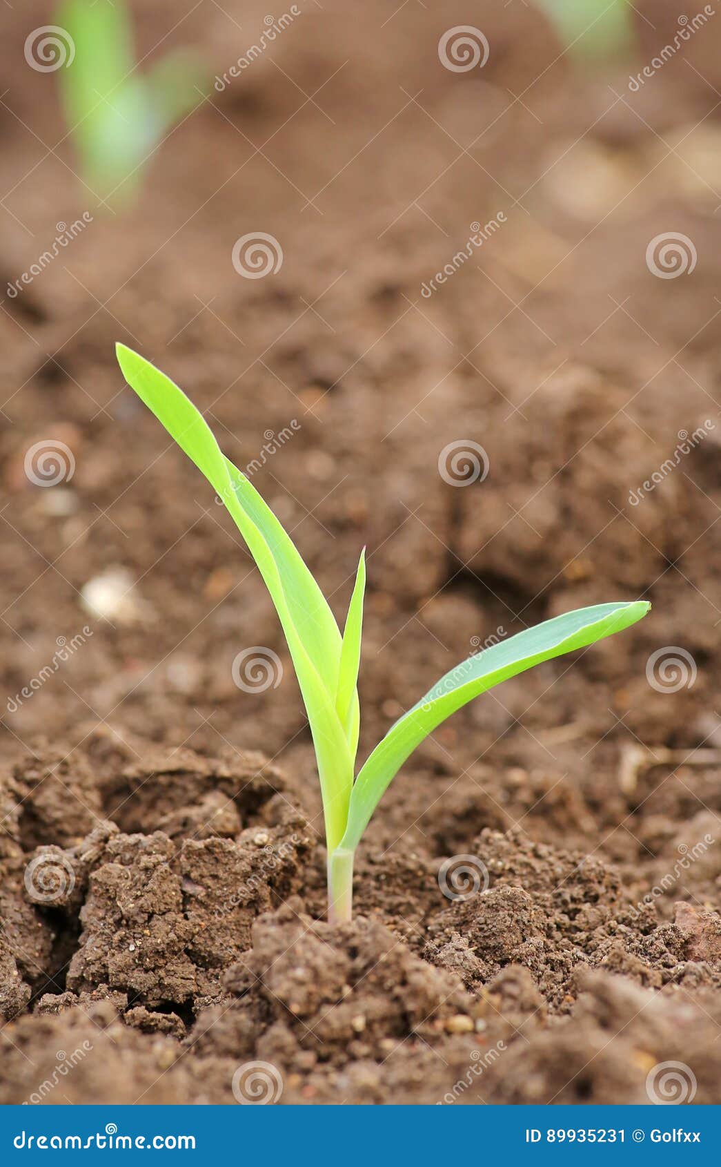 Young corn seedling stock image. Image of corn, gardening - 89935231
