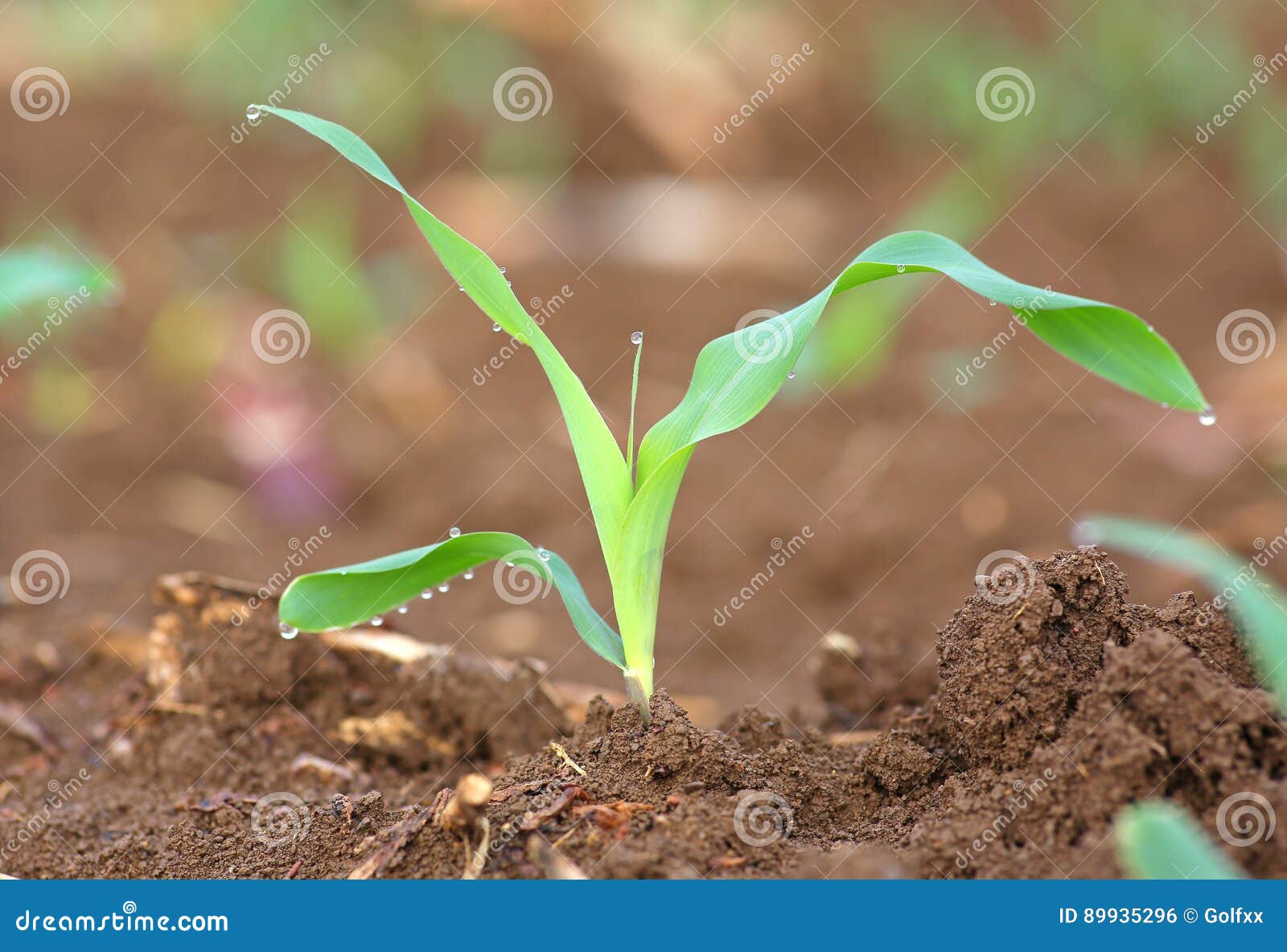 Young corn seedling stock photo. Image of raise, growing - 89935296