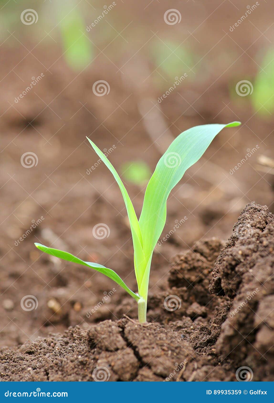 Young corn seedling stock image. Image of natural, dirt - 89935359