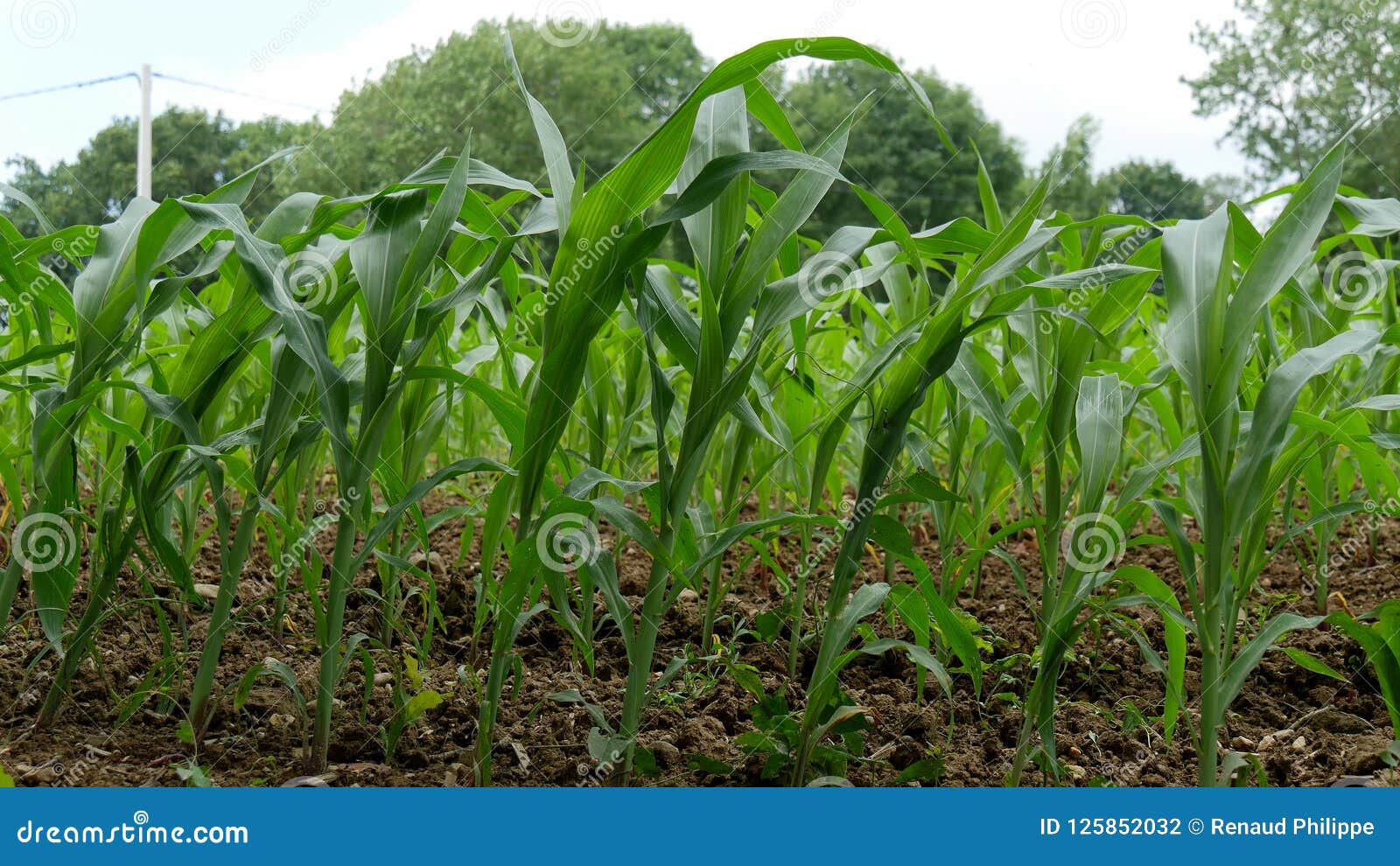 Young Corn Seedlings in Field Stock Photo - Image of vegetable, seed ...