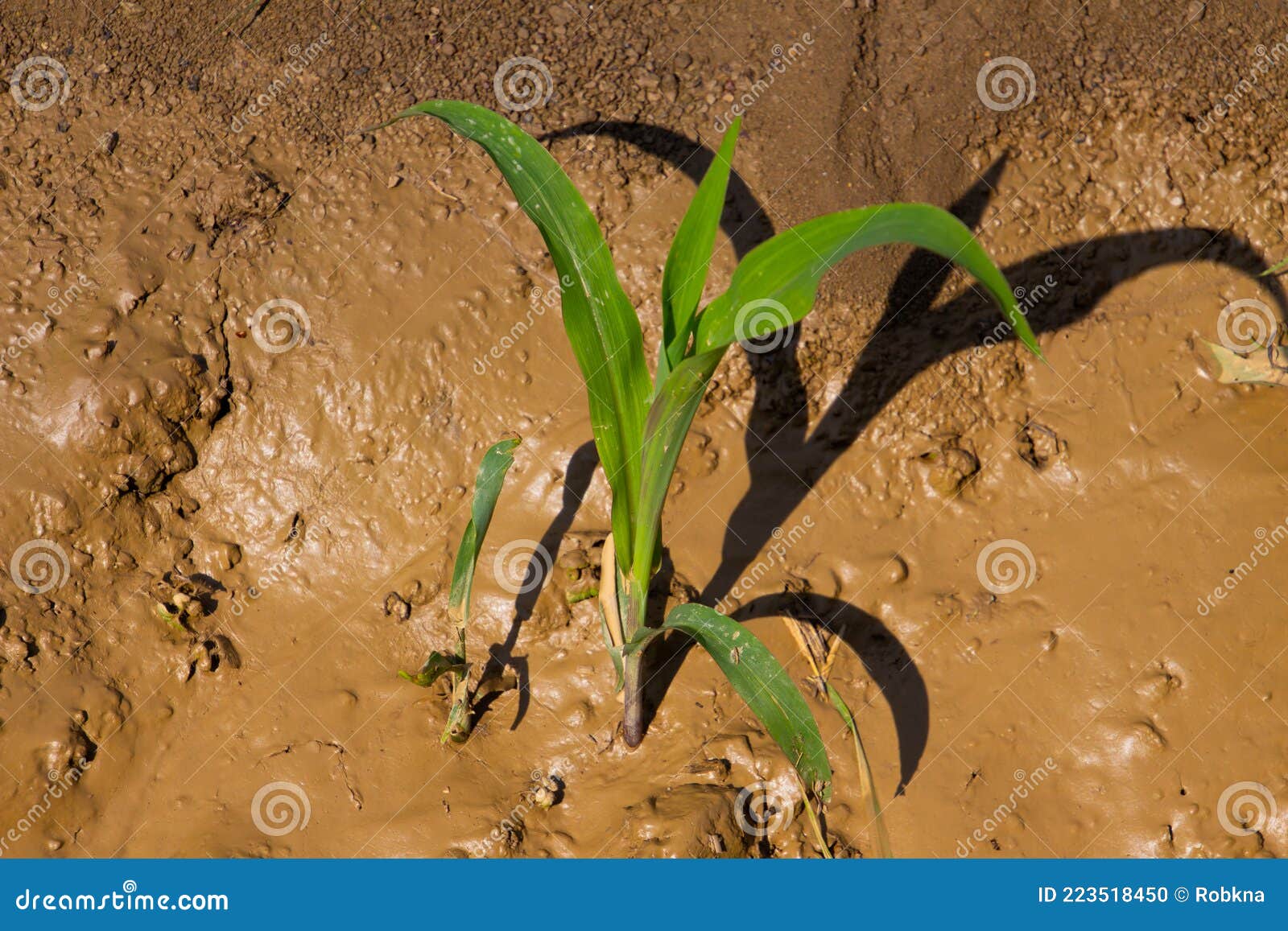 Young Corn Seedlings in the Mud Stock Photo - Image of growth ...