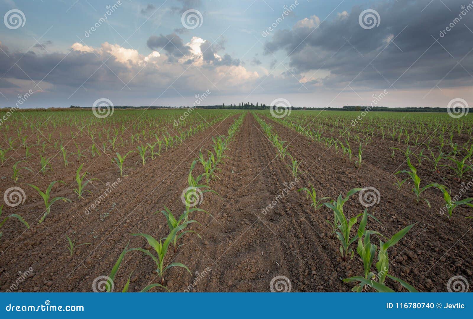 Corn crop rows in field stock photo. Image of country - 116780740