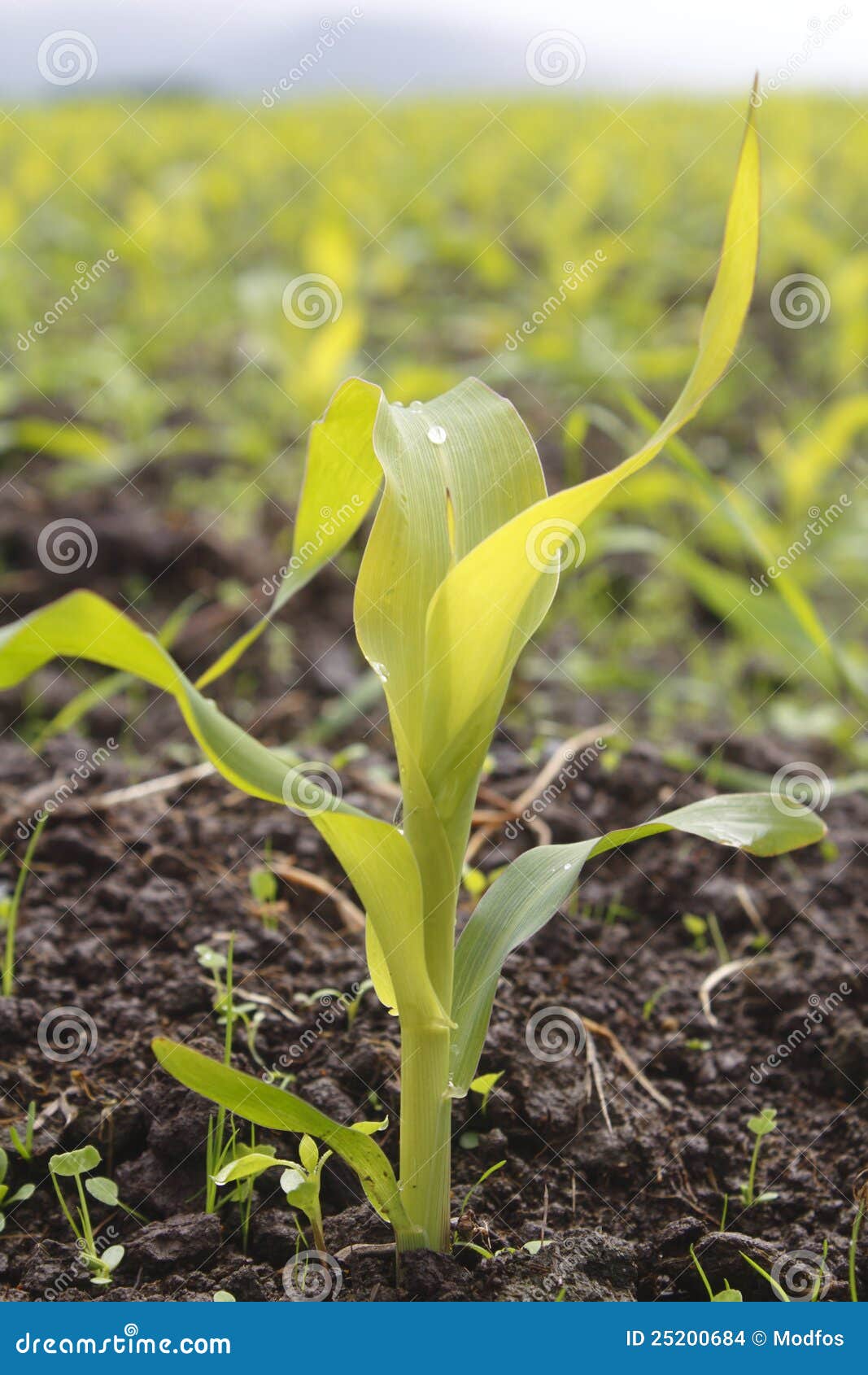 Young Corn Stalk stock photo. Image of spring, young - 25200684