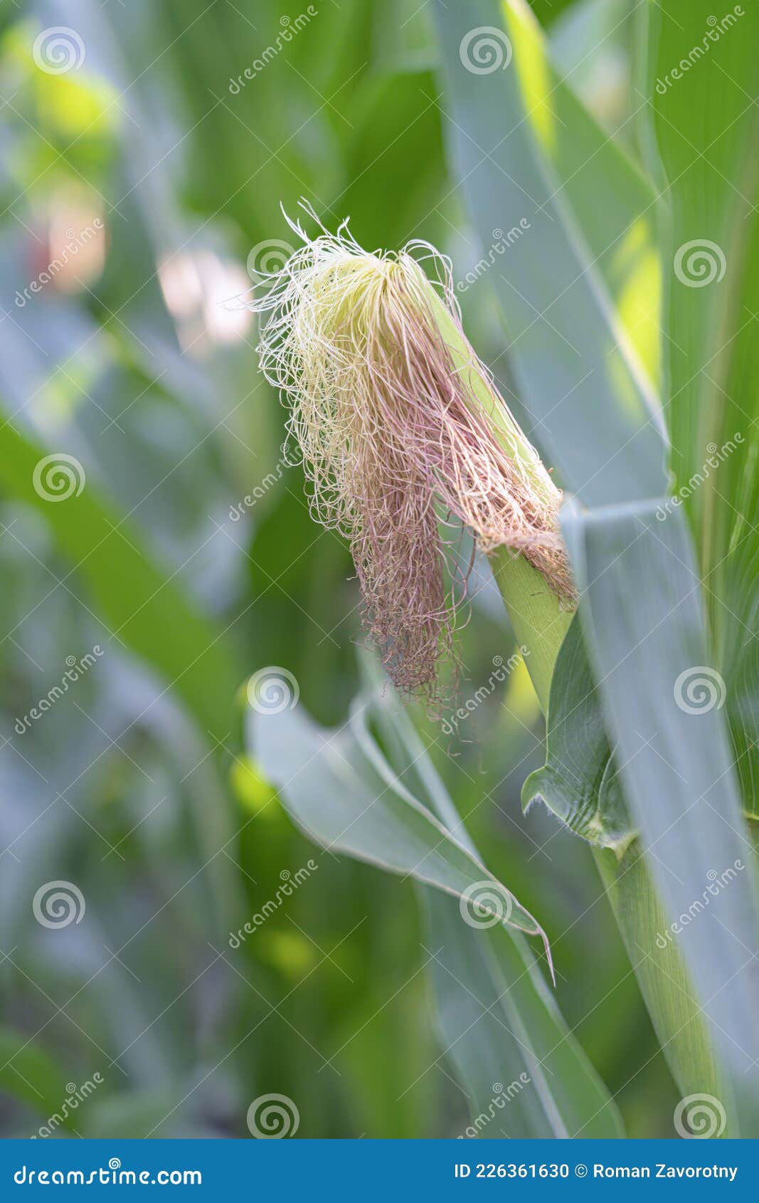 Young Corn on a Stalk on a Beautiful Background Stock Photo - Image of ...