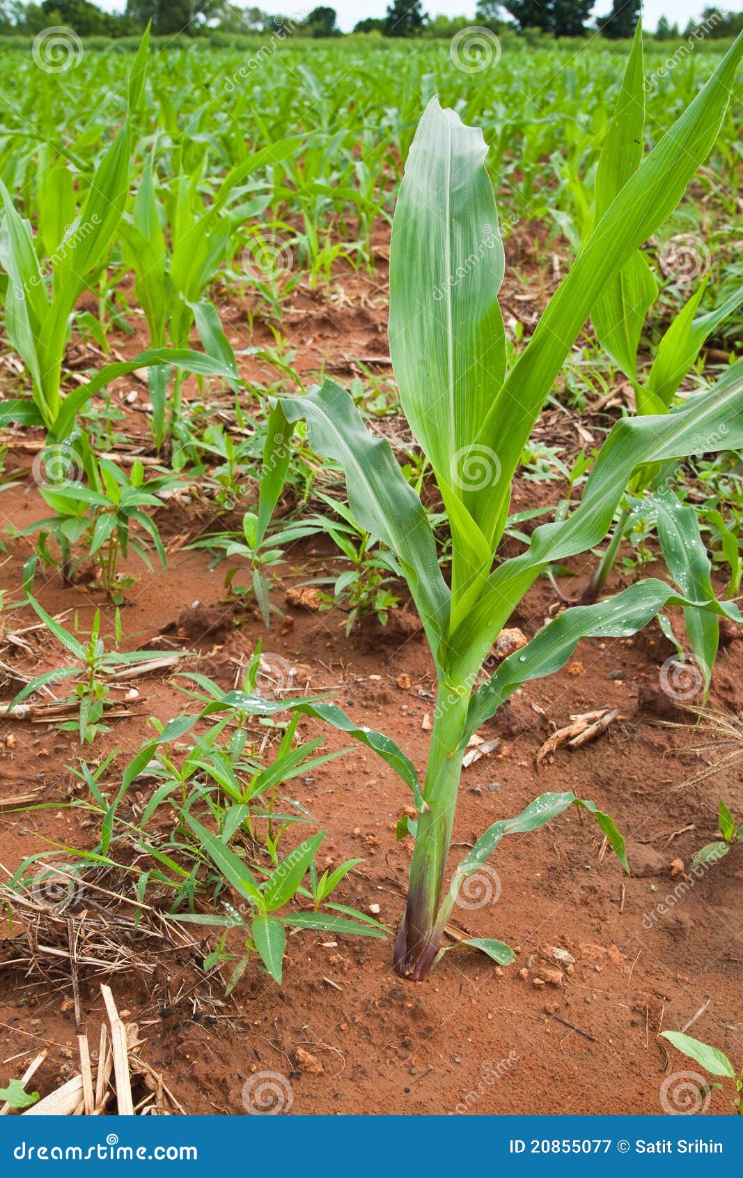 Young corn tree stock image. Image of maize, green, farm - 20855077