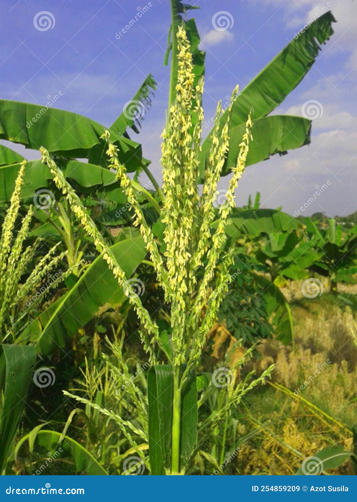 Young corn tree stock image. Image of landscape, produce - 254859209