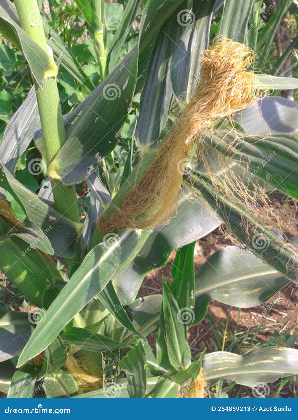 Young corn tree stock image. Image of sunset, next, shrub - 254859213