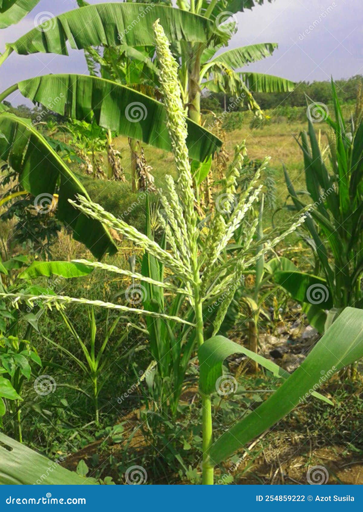 Young corn tree stock photo. Image of tropics, leaf - 254859222
