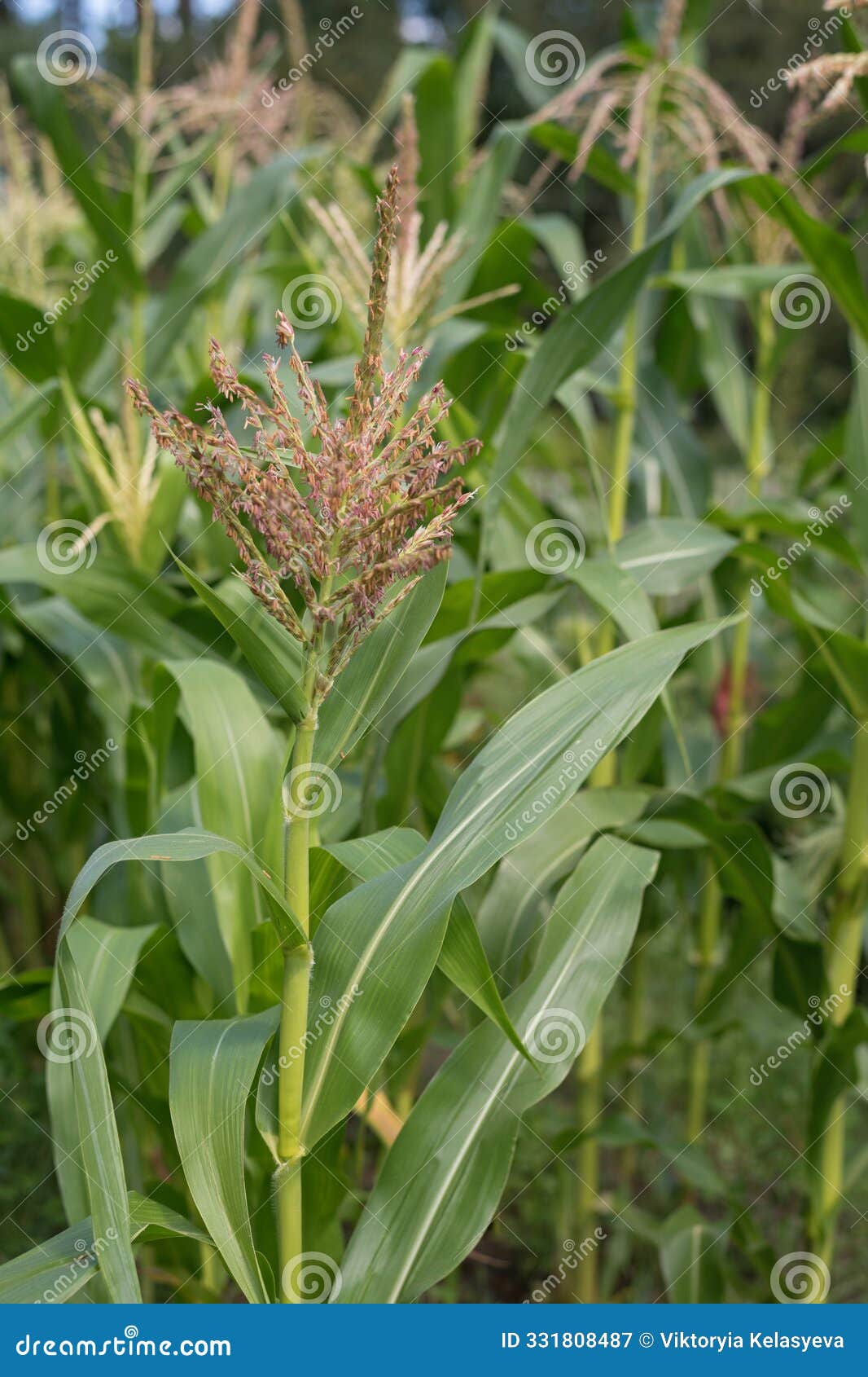 Young Corn Tree Started To Blossom Stock Image - Image of agriculture ...