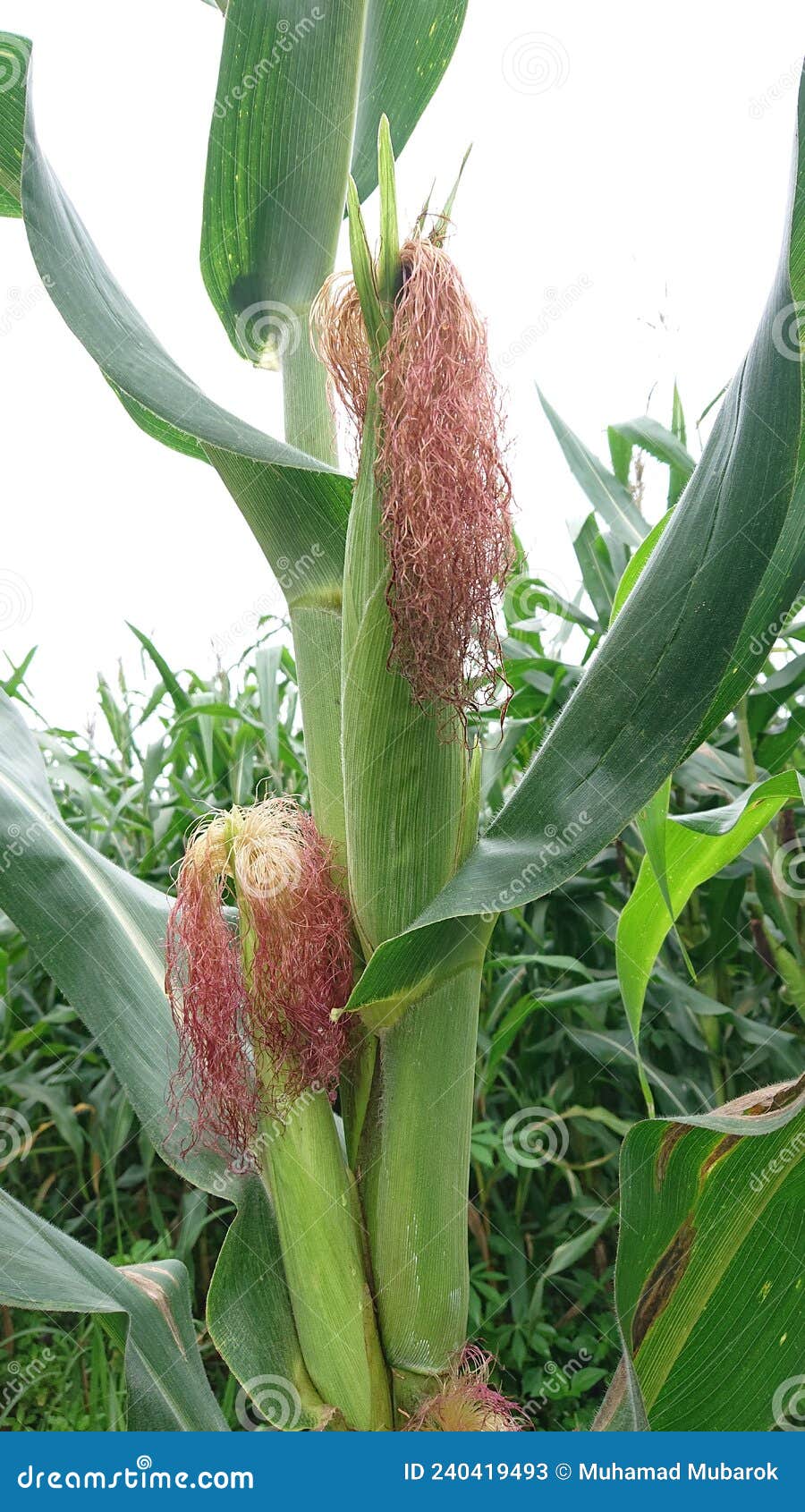 Young corn on the tree stock image. Image of tree, grows - 240419493