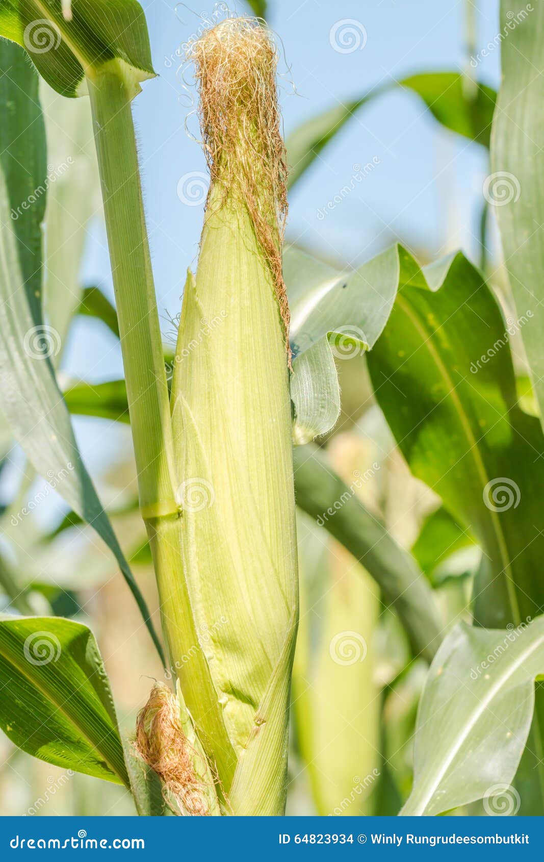 Young corns stock photo. Image of crop, growth, young - 64823934