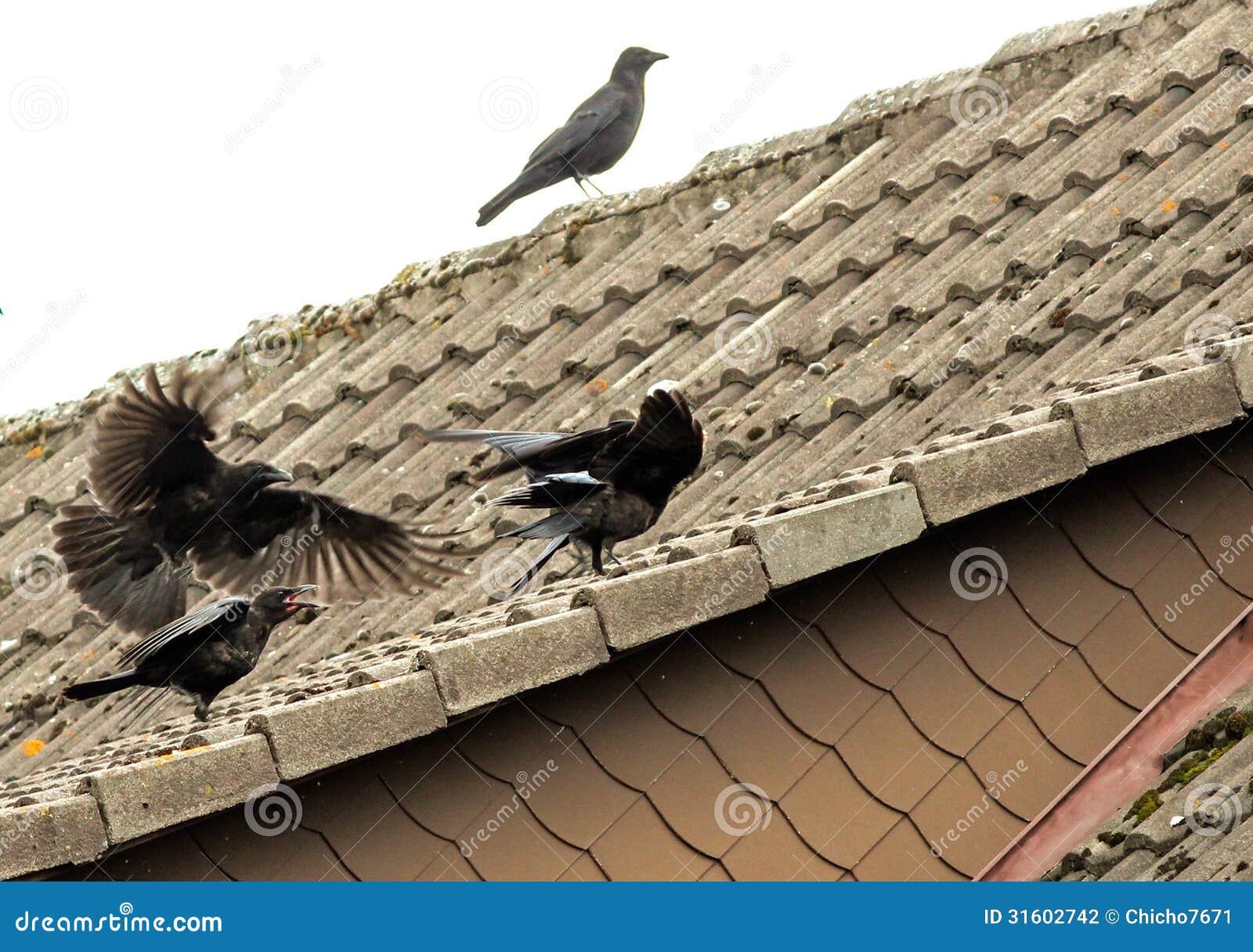 Young corvids stock photo. Image of ravens, flight, collection - 31602742