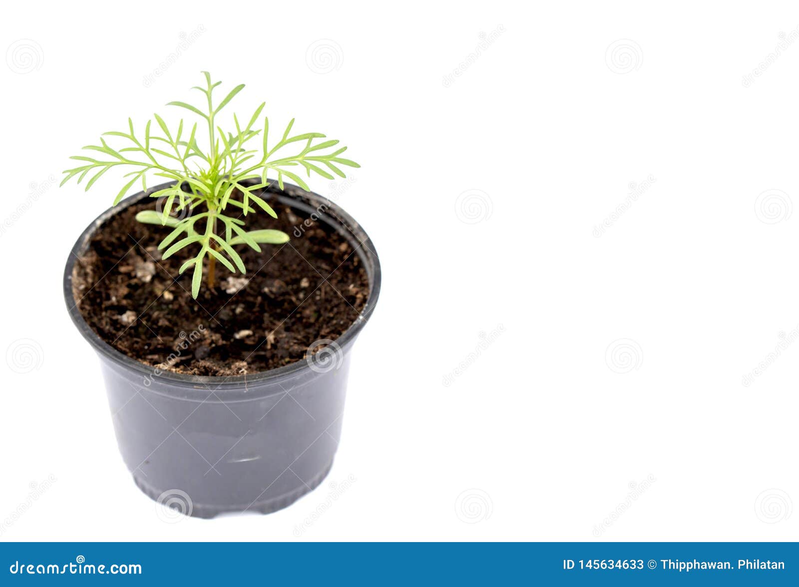 Close Up of Young Green Cosmos Plant Stock Image - Image of agriculture ...