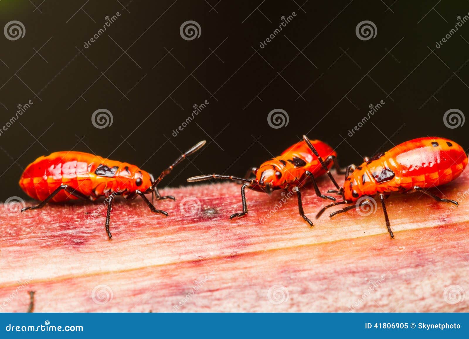 Young cotton stainer bug stock image. Image of pest, arthropod - 41806905