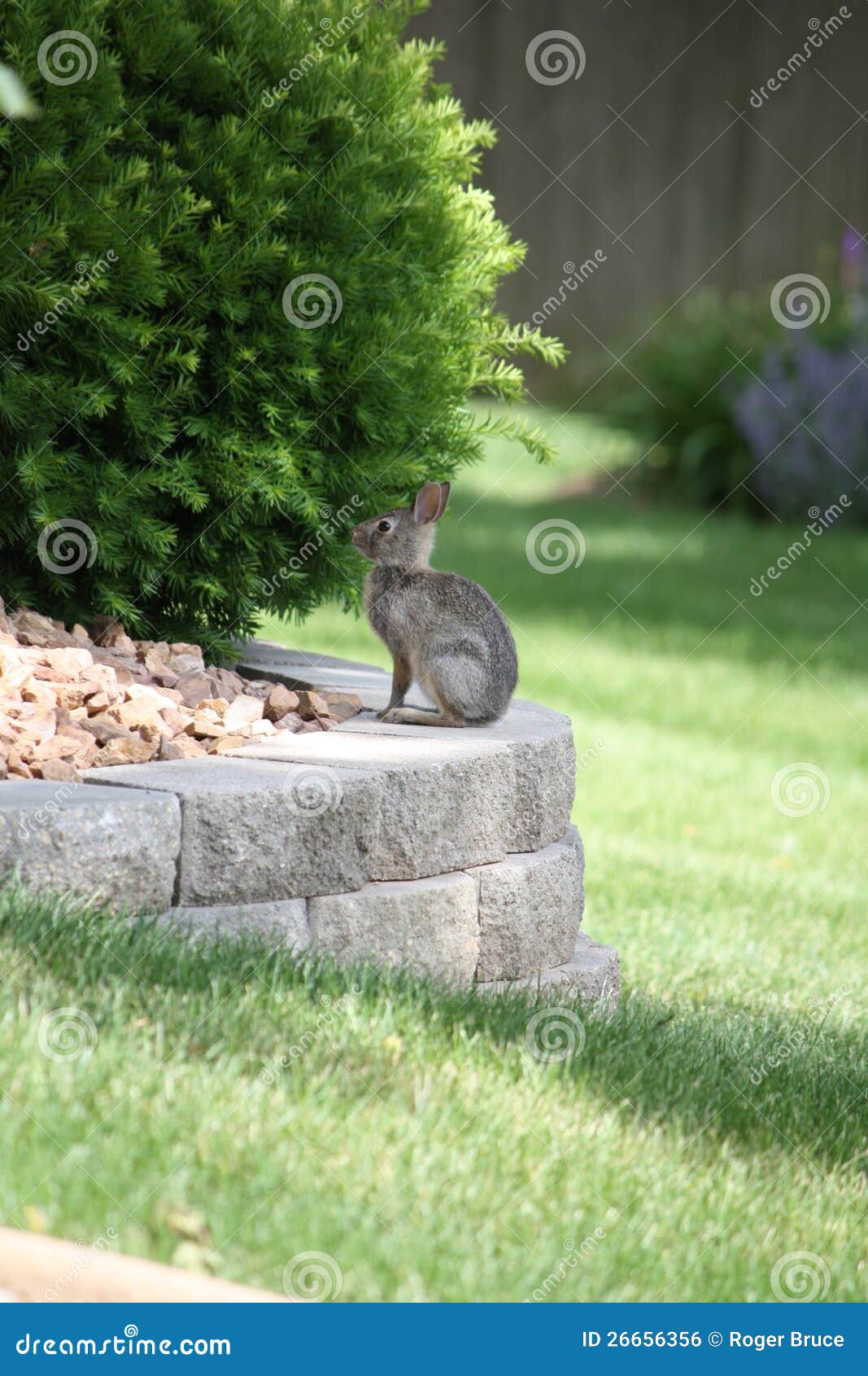 Cottontail Rabbit In Jeddah, Saudi Arabia Royalty-Free Stock Image ...