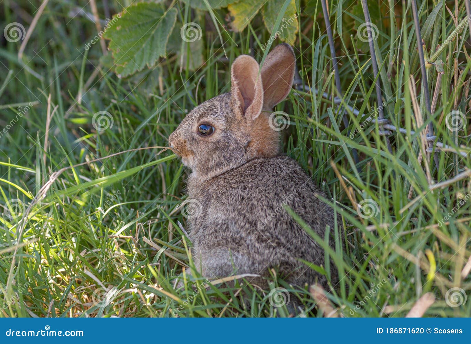 Young Cottontail Rabbit stock photo. Image of animal - 186871620