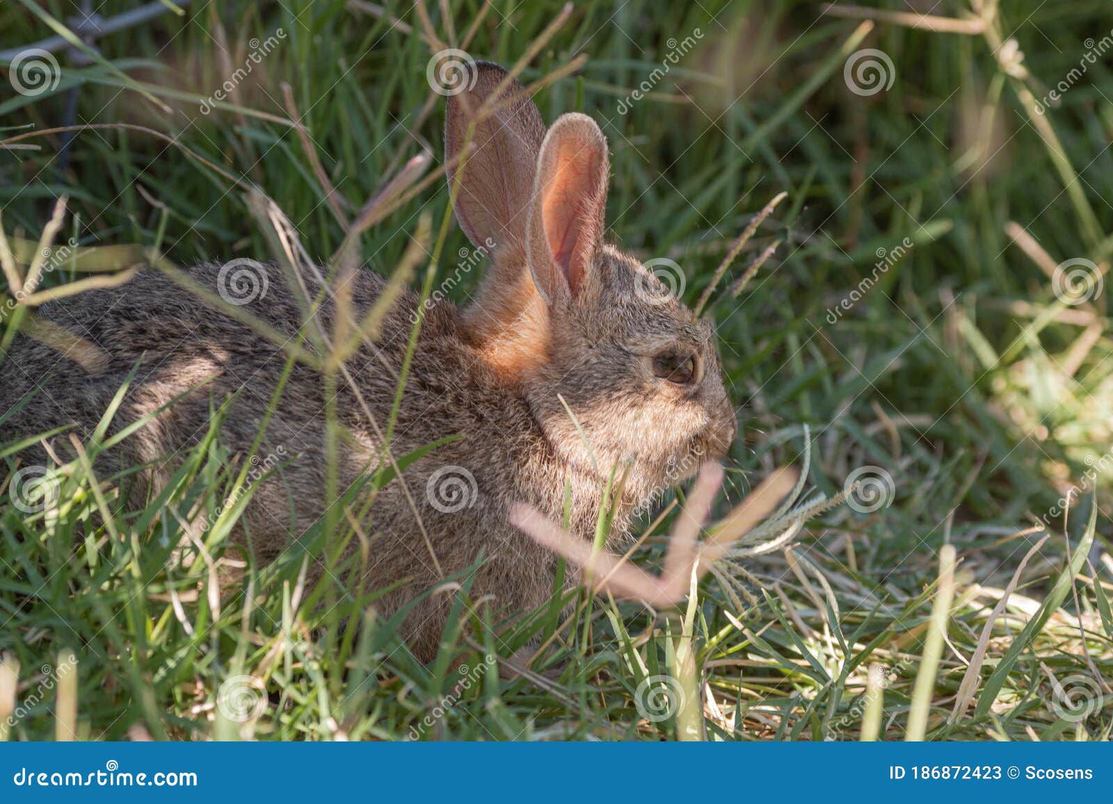 Young Cottontail Rabbit in Grass Stock Image - Image of young, baby ...