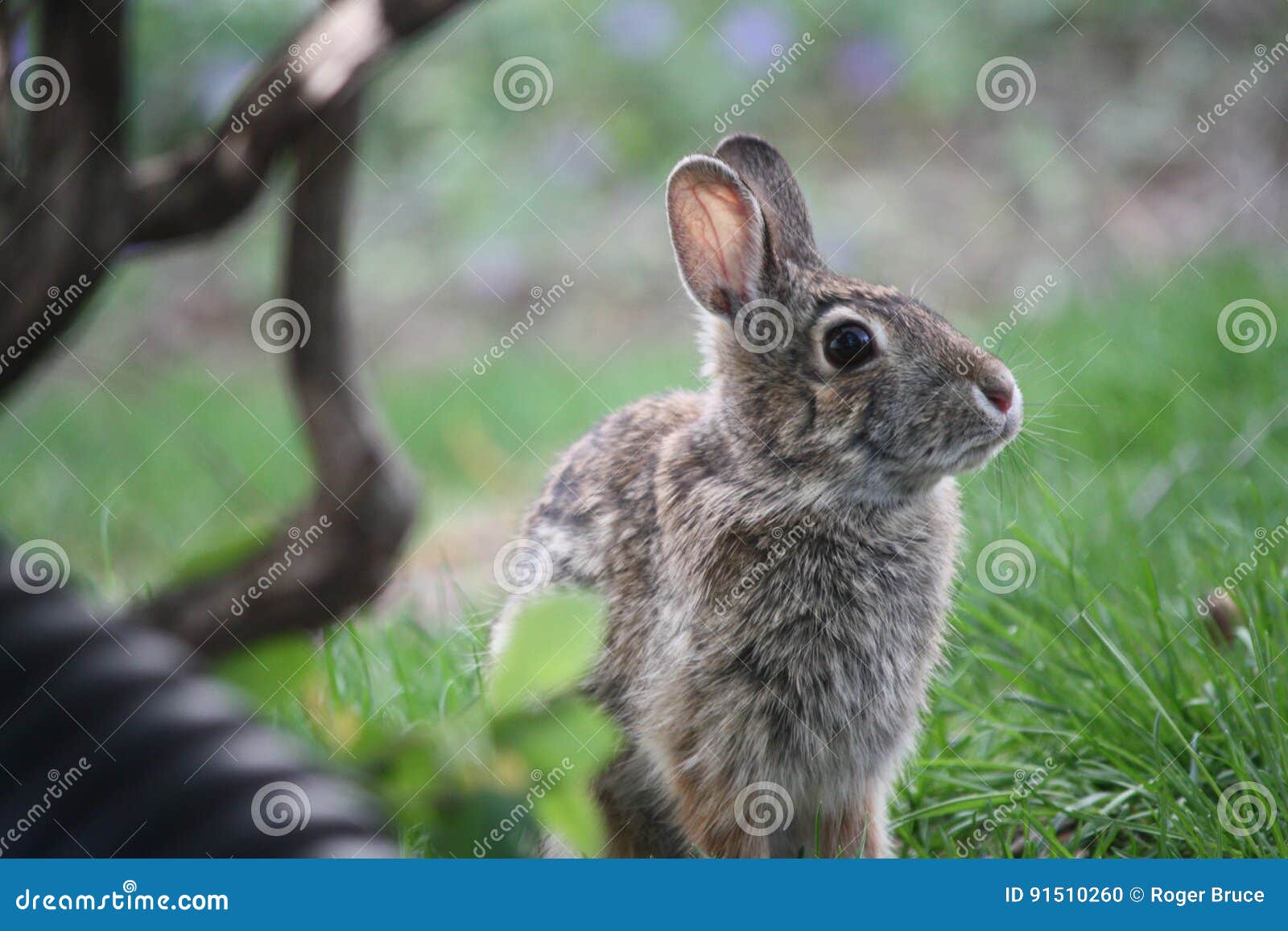 Young Cottontail Rabbit stock photo. Image of nature - 91510260