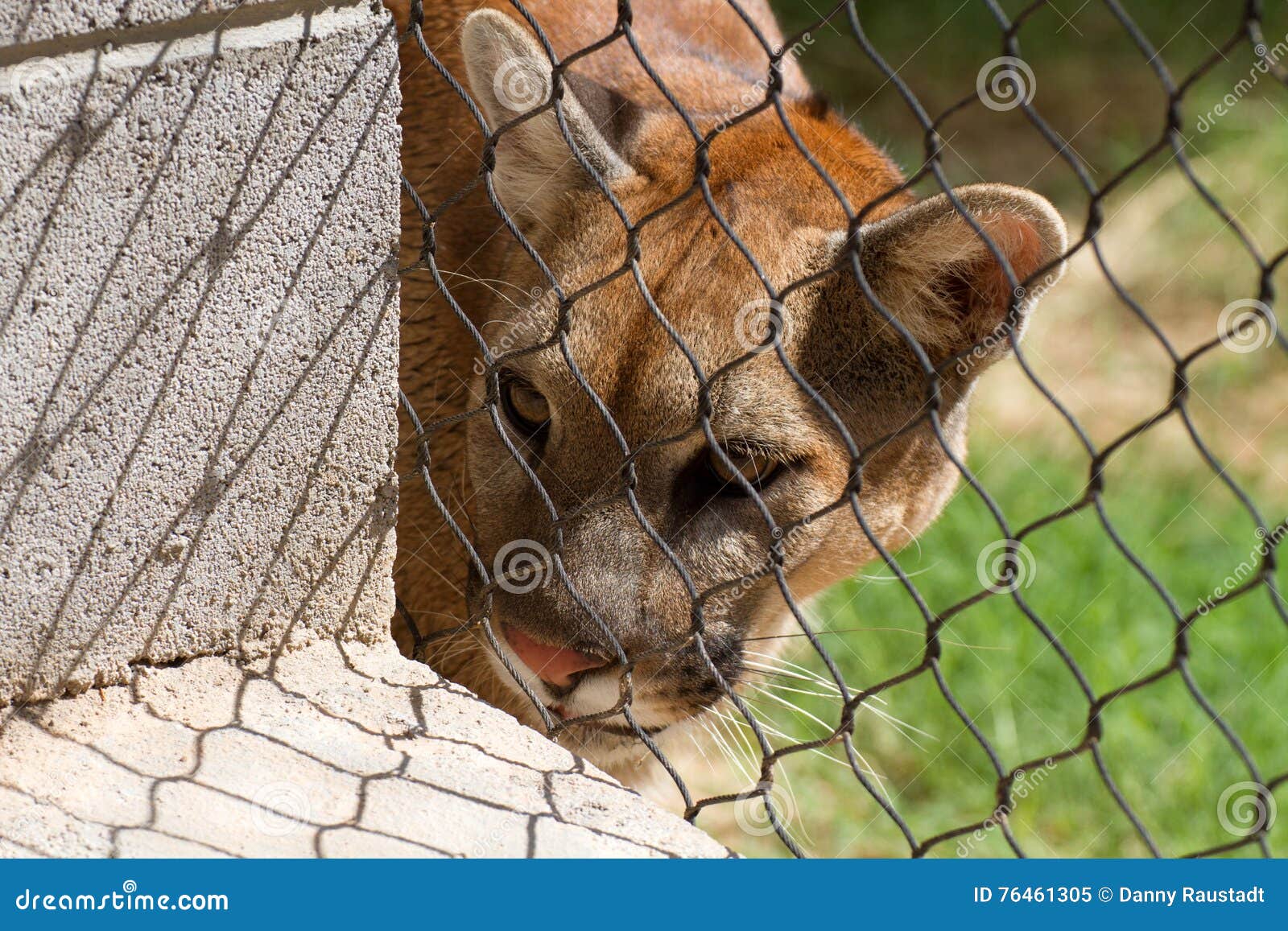 Young Cougar Cat stock image. Image of cougar, display - 76461305