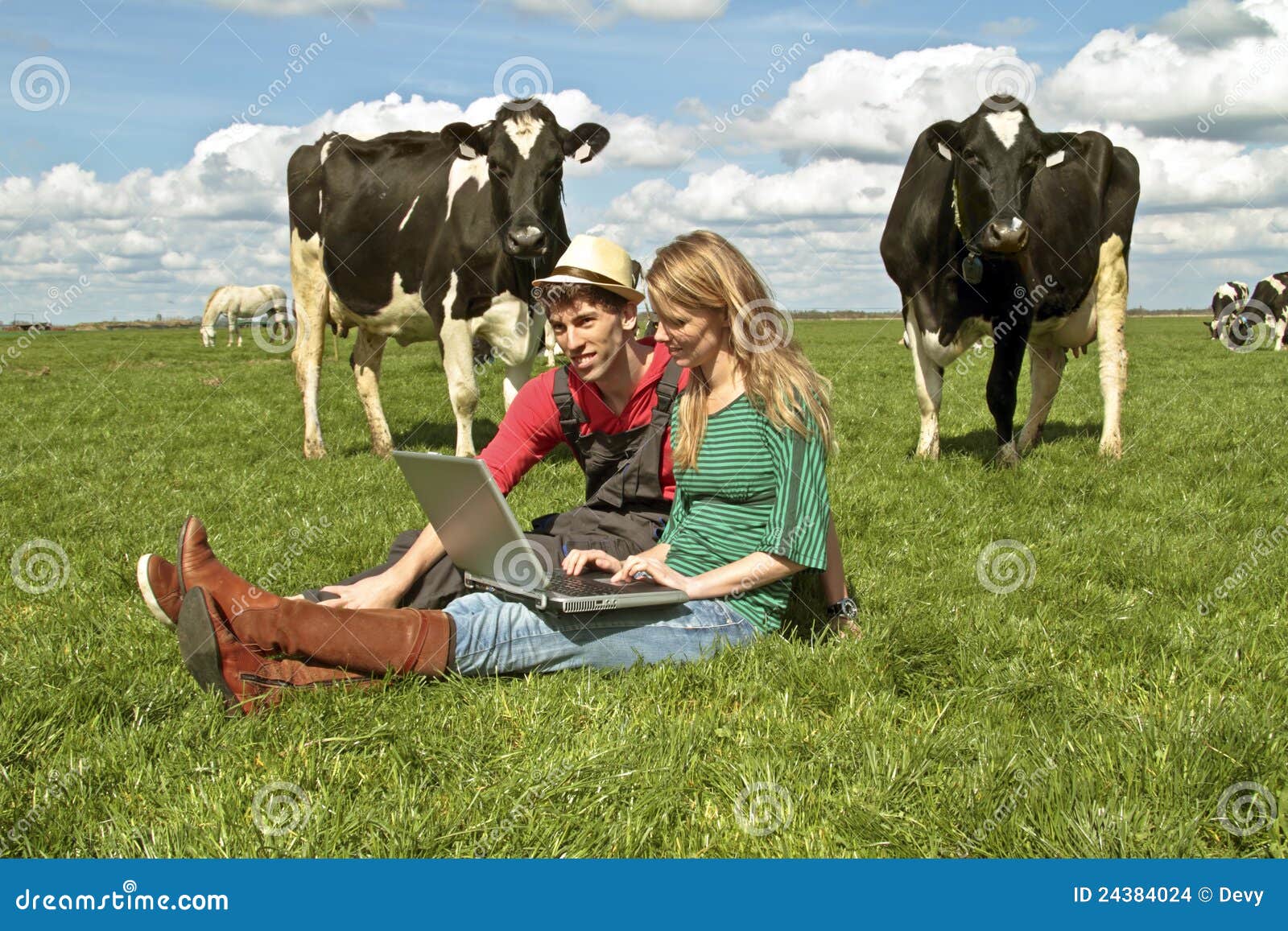 Young Couple between the Cows Stock Photo - Image of mammals, couple ...