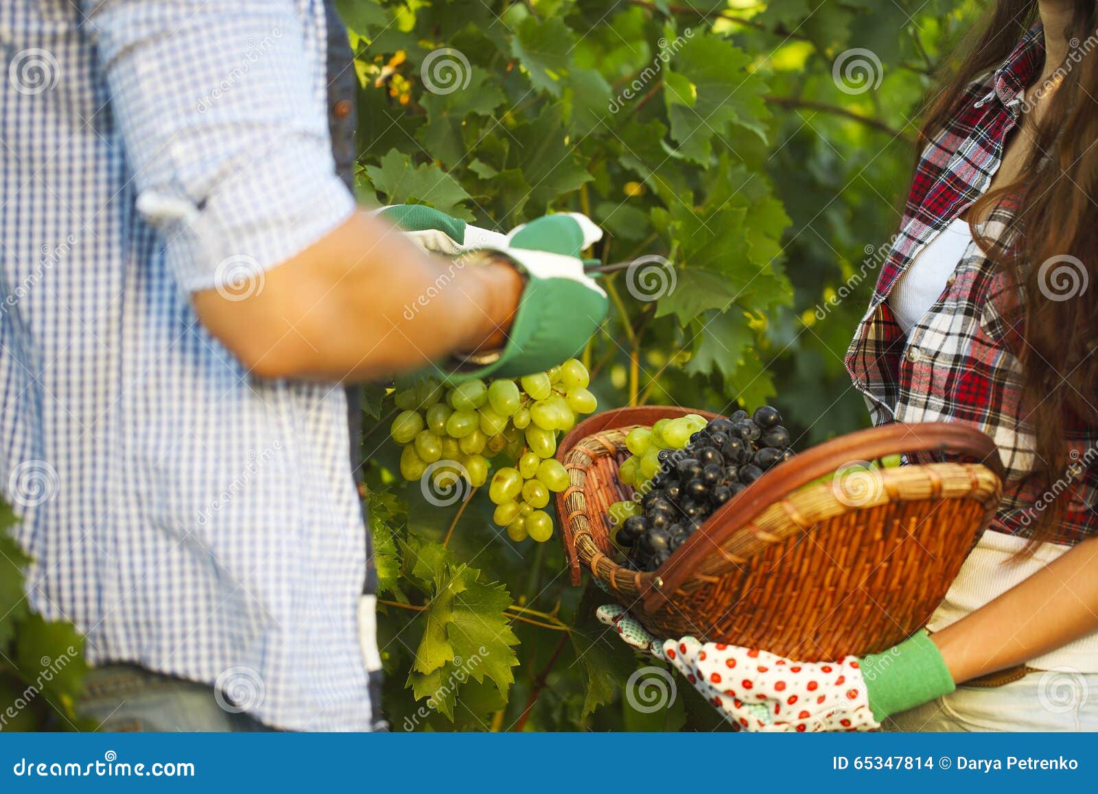 Young Couple on Picking Grapes in the Vineyard Stock Photo - Image of ...