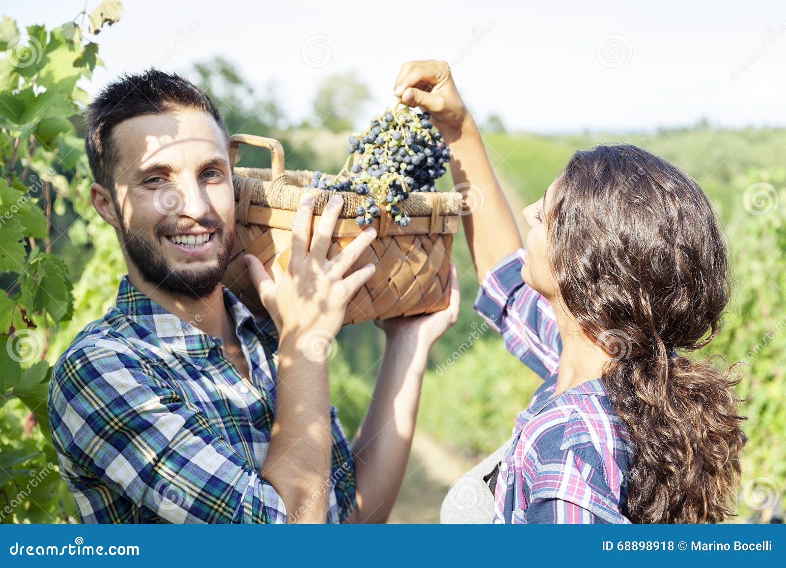 Young Couple Picks Grapes in Vineyard Stock Photo - Image of making ...