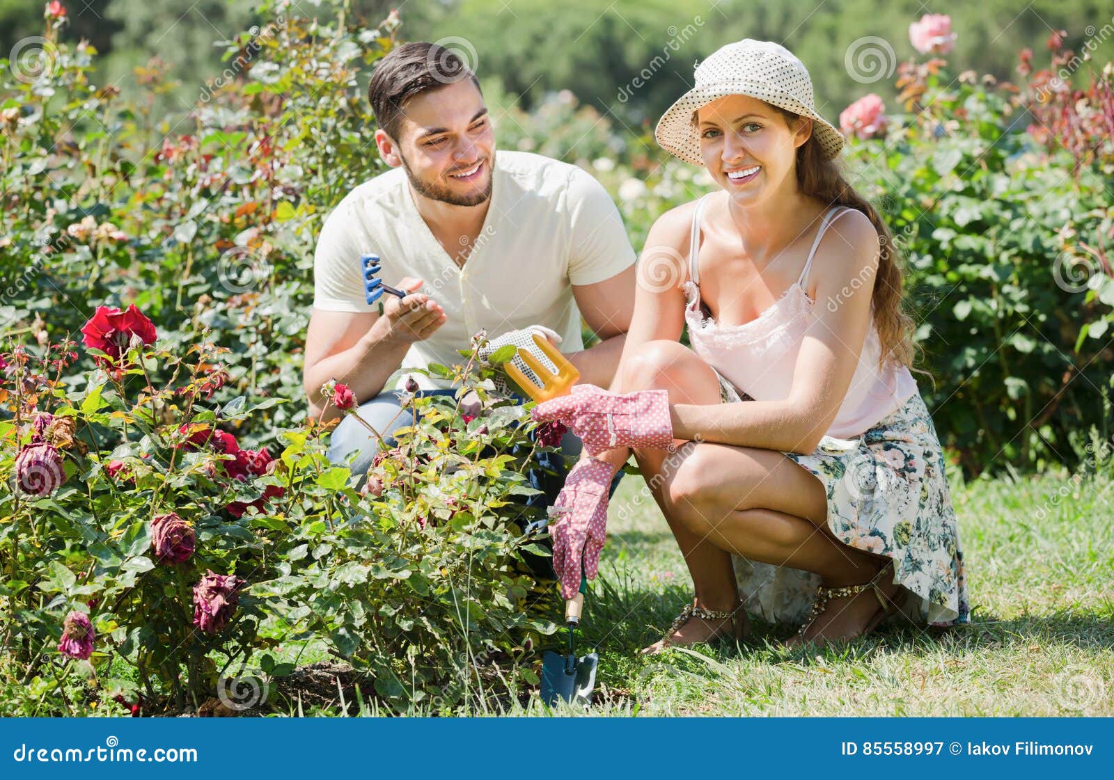 Young Couple Seedling Garden Plants Stock Image - Image of ...