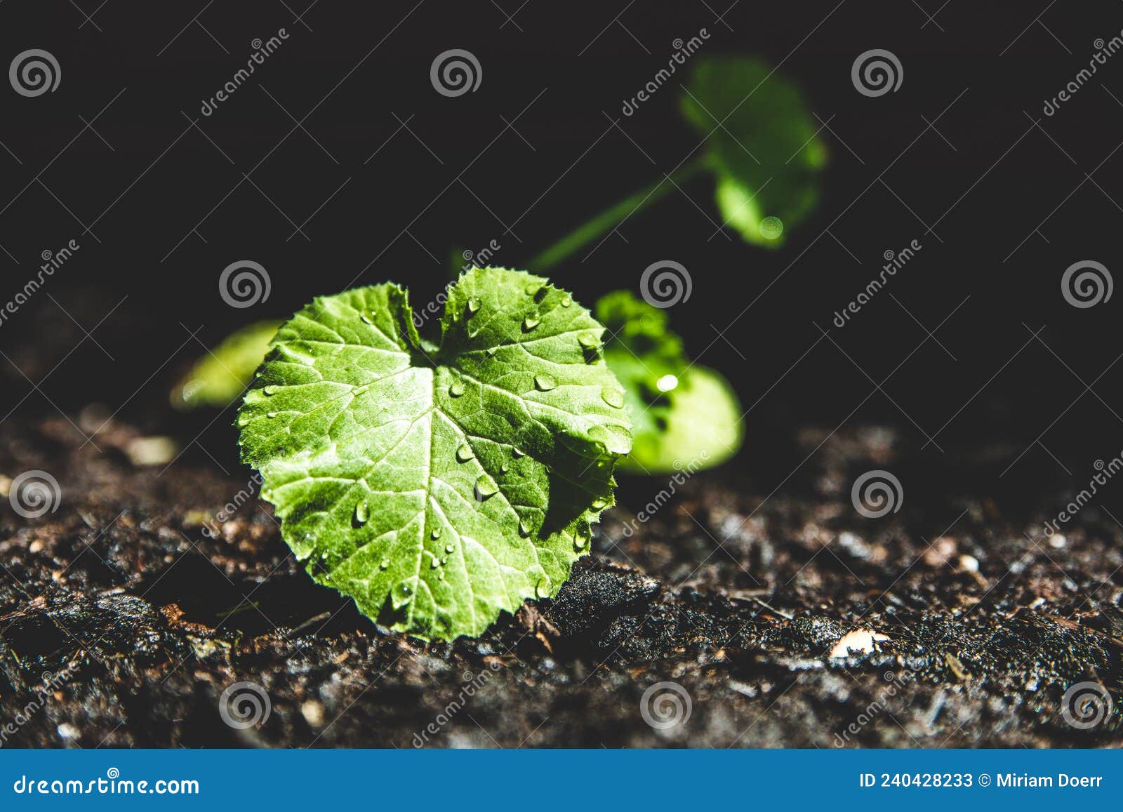 Young Courgette Seedling Plant Growing Up Stock Image - Image of ...