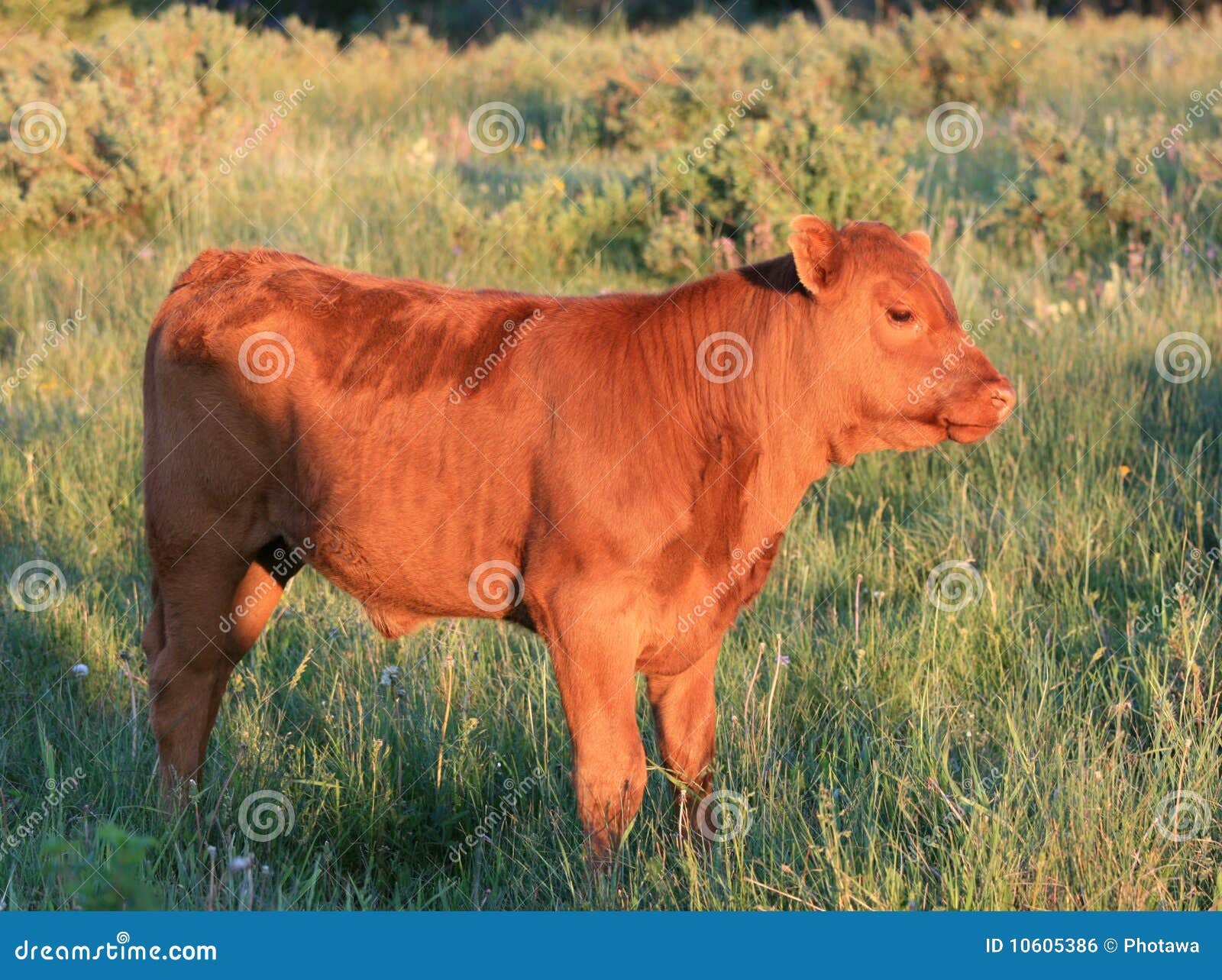 Young Cow stock photo. Image of juvenile, brown, domestic - 10605386