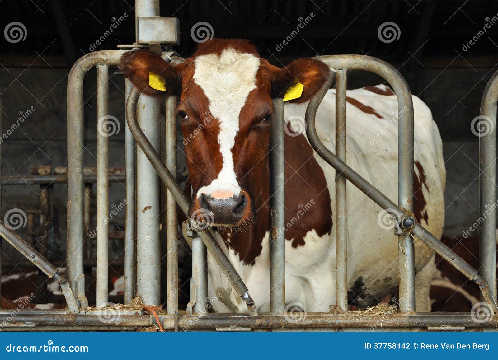 Young cow stock photo. Image of fence, bovine, agriculture - 37758142