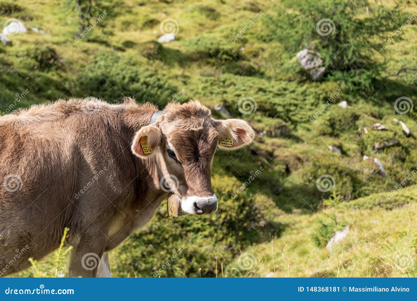 Young Cow Bellowing while Free in the Pasture Stock Image - Image of ...