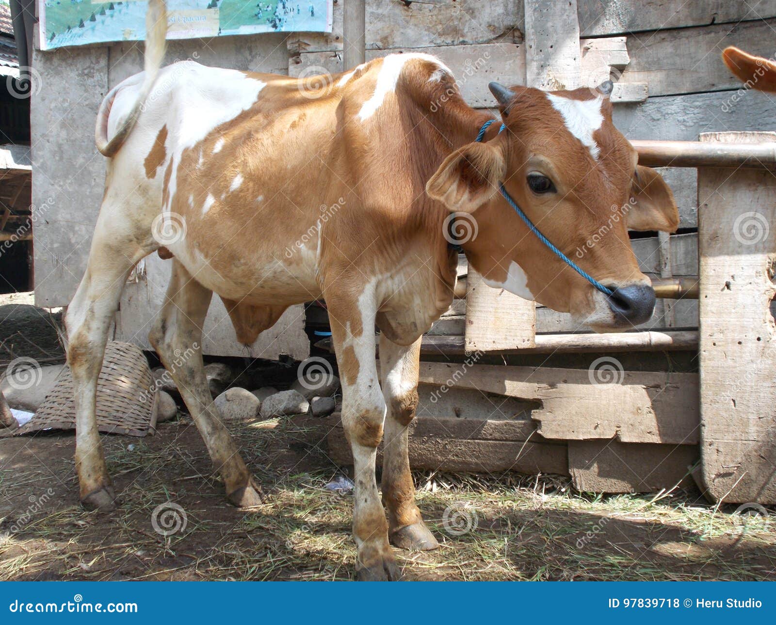 Young cow at the cage stock photo. Image of carb, mamalia - 97839718
