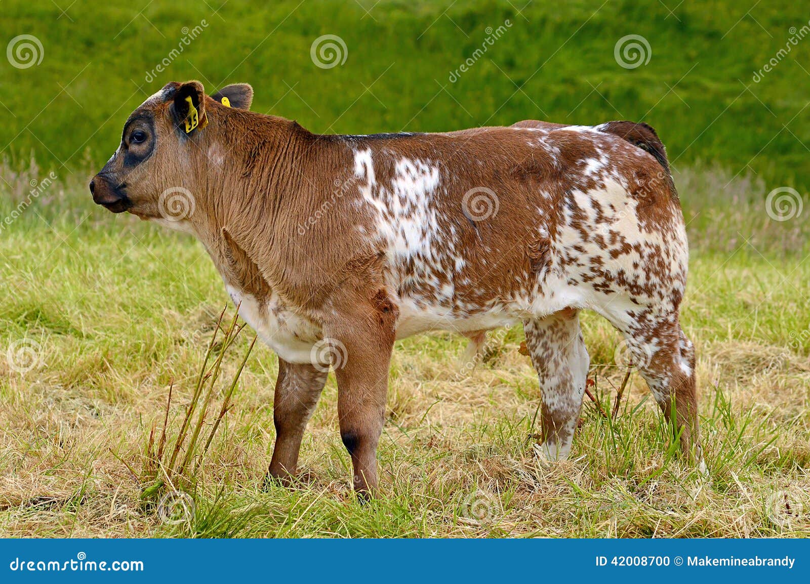 Young Cow calf in field stock photo. Image of animal - 42008700