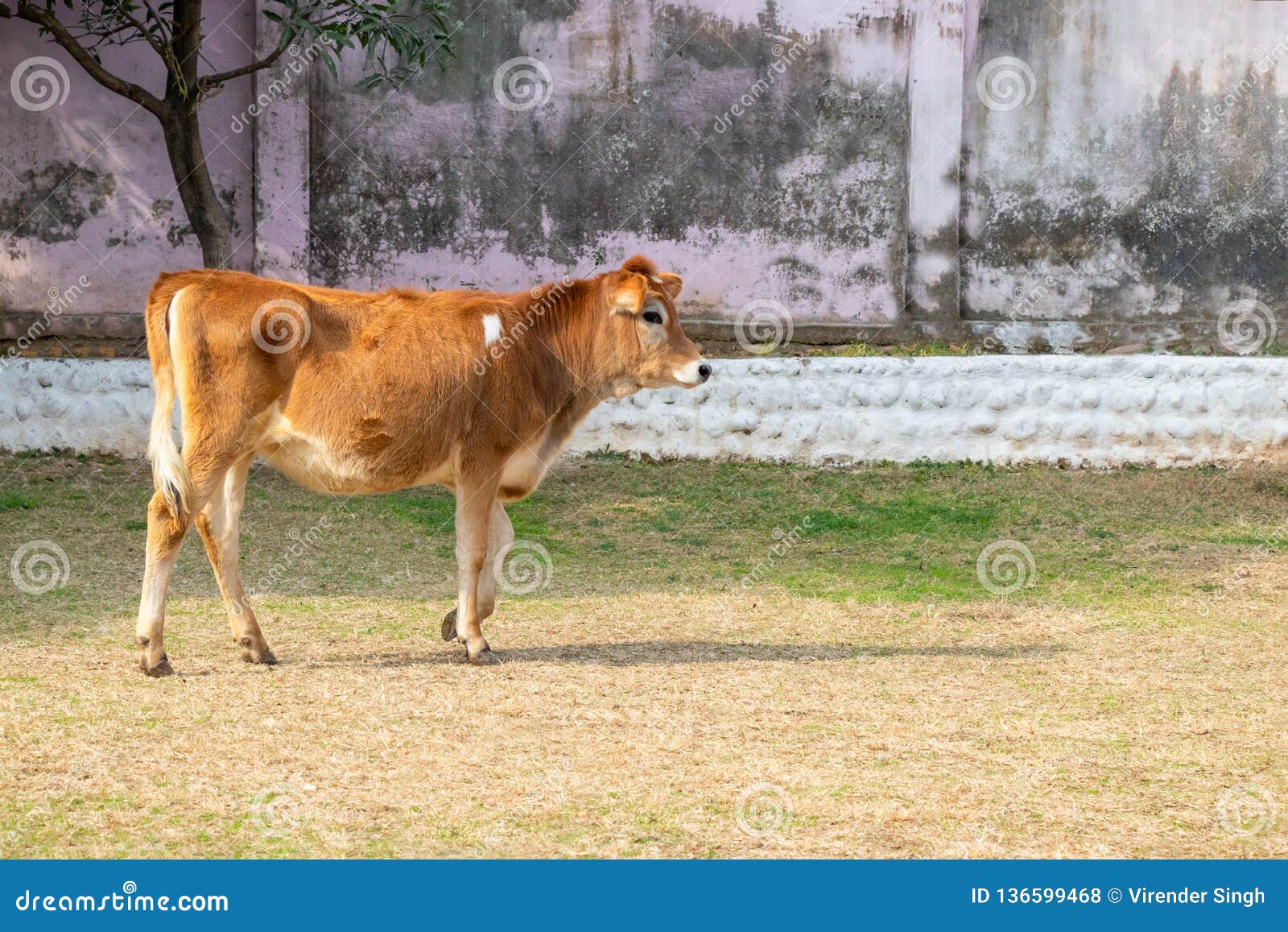 Young Cow Calf Walking in Thge Ground Stock Photo - Image of field ...
