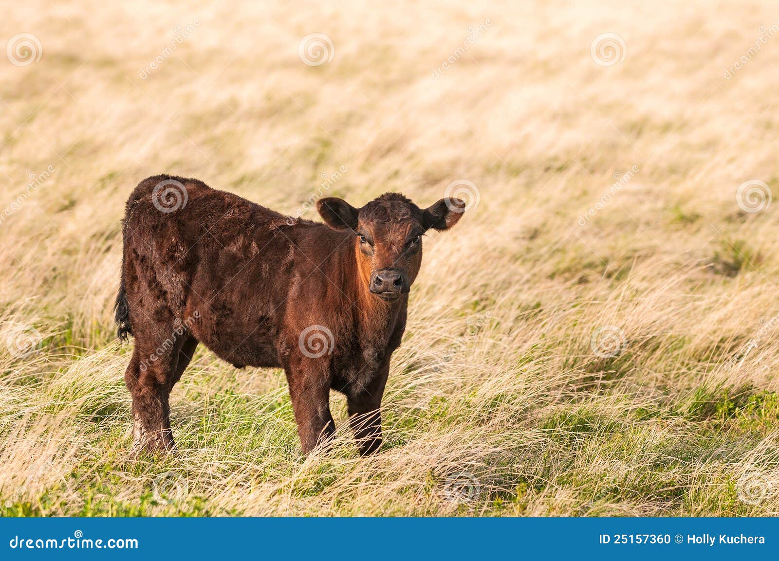 Young Cow in Grass Field stock photo. Image of brown - 25157360