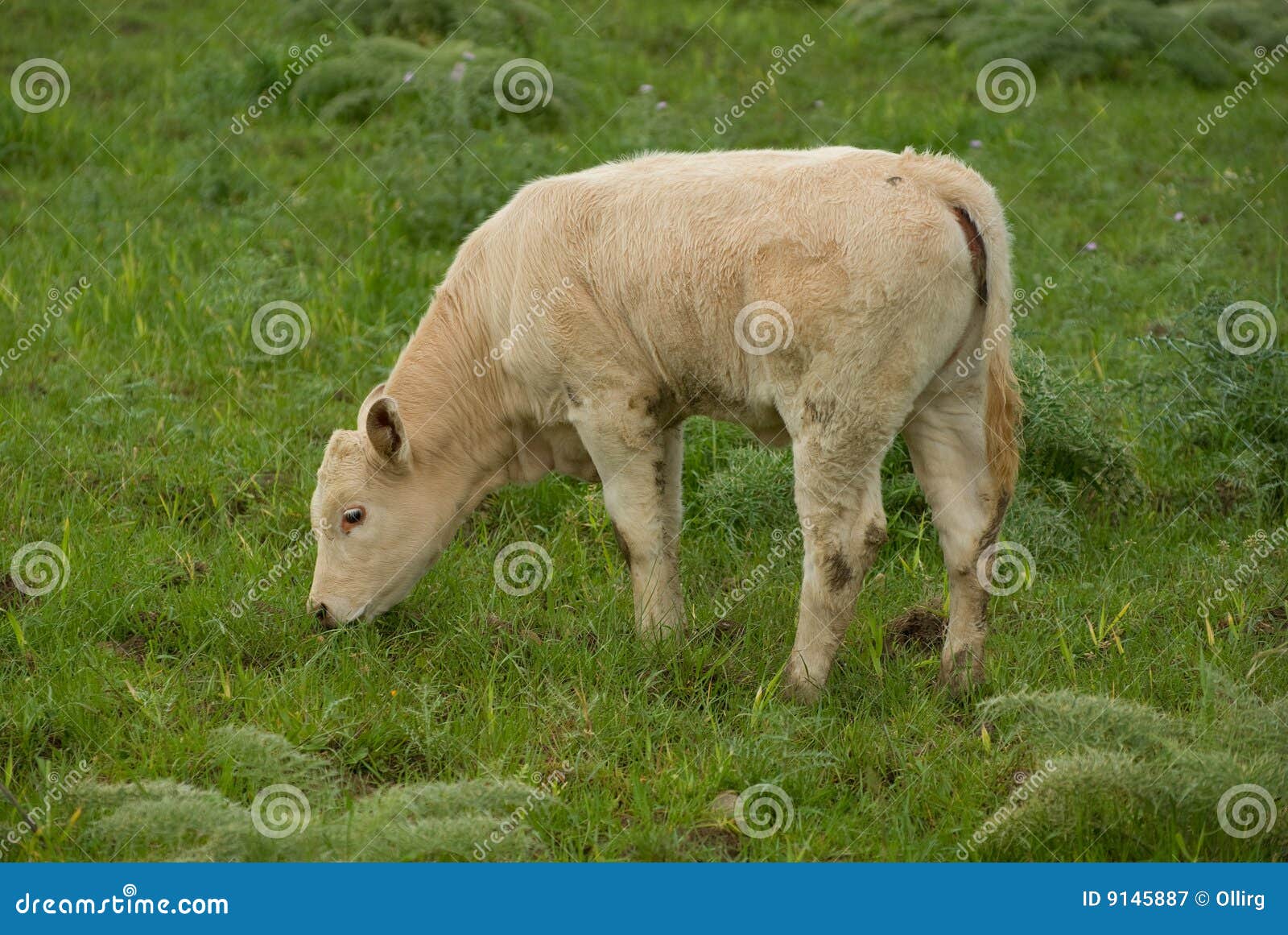 Young cow graze stock image. Image of beast, spring, farming - 9145887